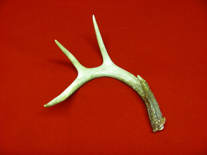 How To Cut Antlers For Buttons - Grit